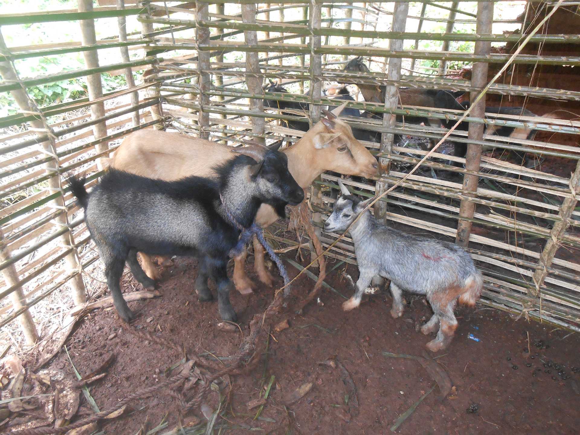Build Africa Cameroun » Elevage des petits ruminants