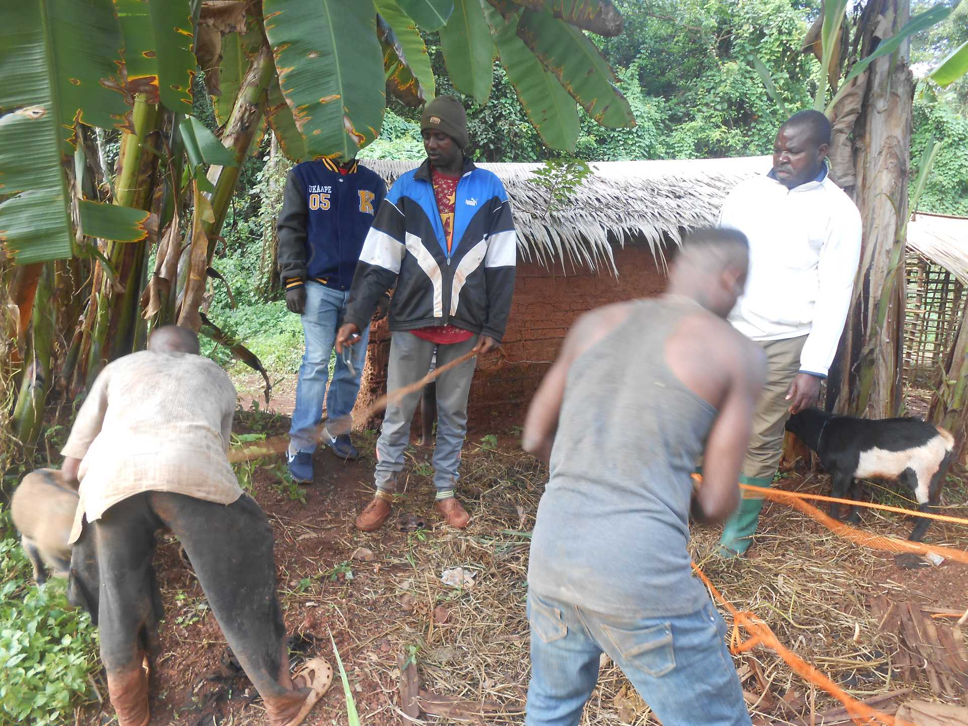 Build Africa Cameroun » Elevage des petits ruminants