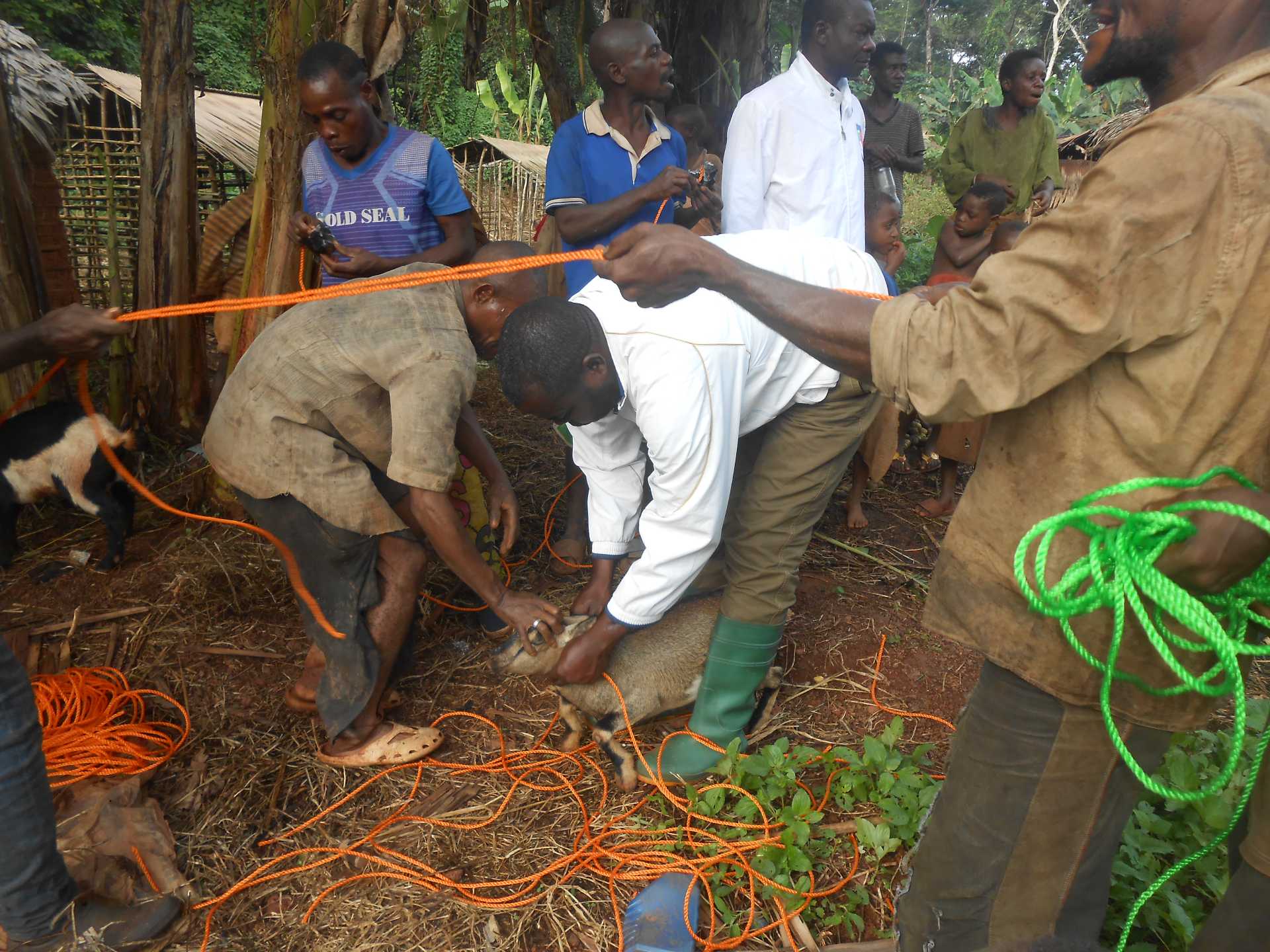 Build Africa Cameroun » Elevage des petits ruminants