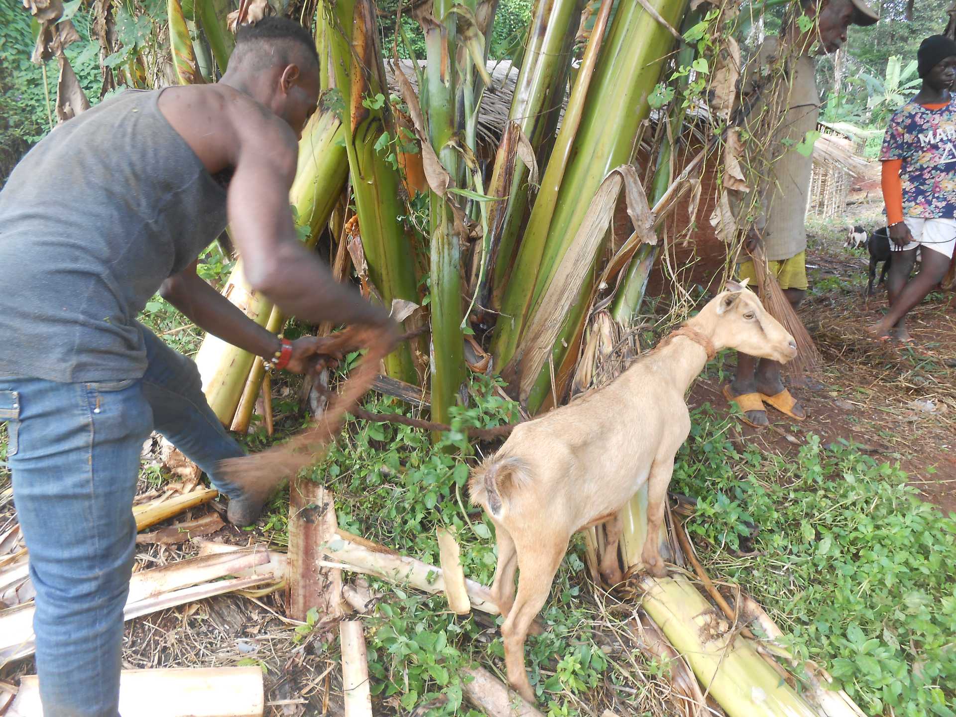 Build Africa Cameroun » Elevage des petits ruminants