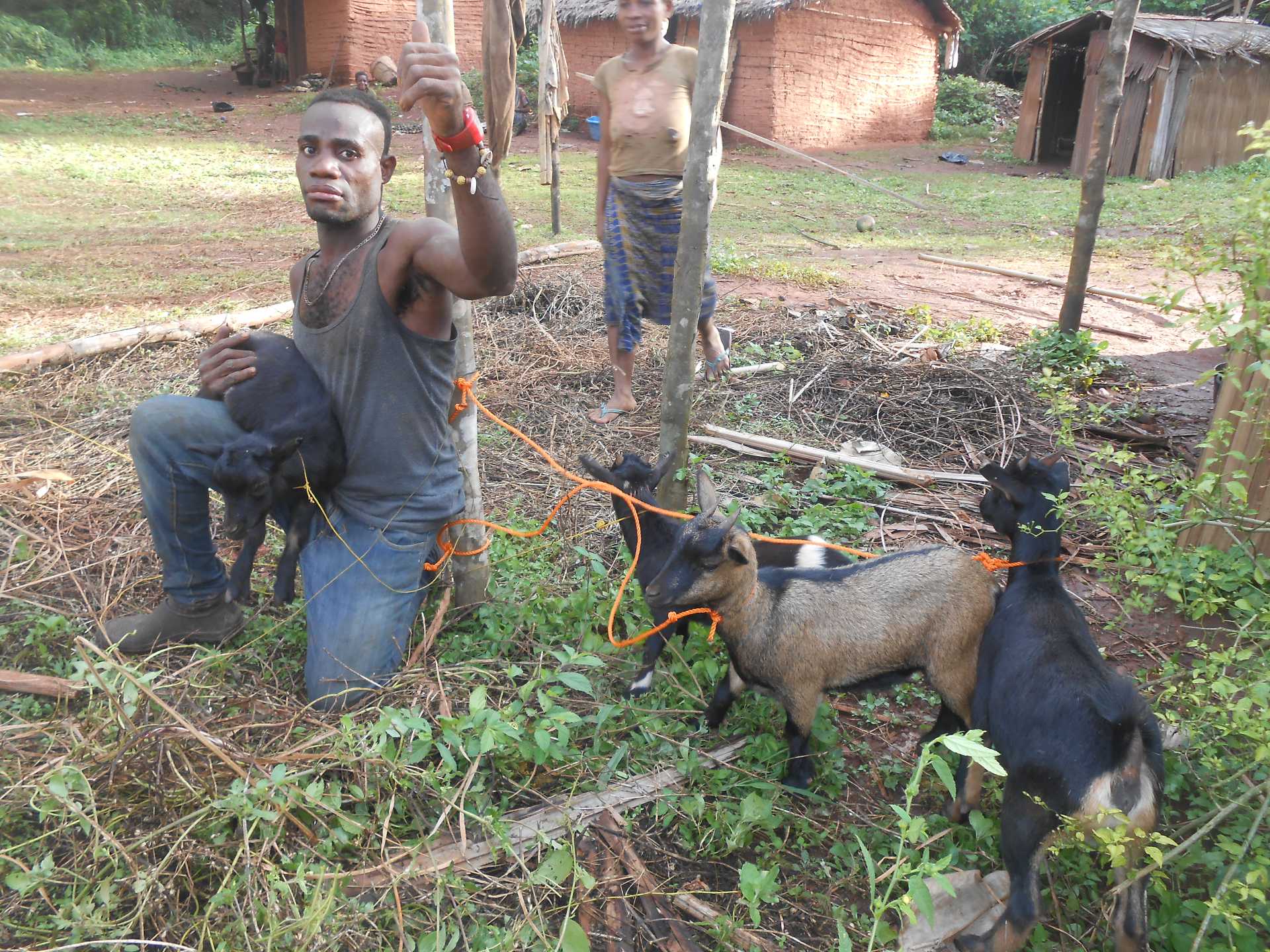 Build Africa Cameroun » Elevage des petits ruminants