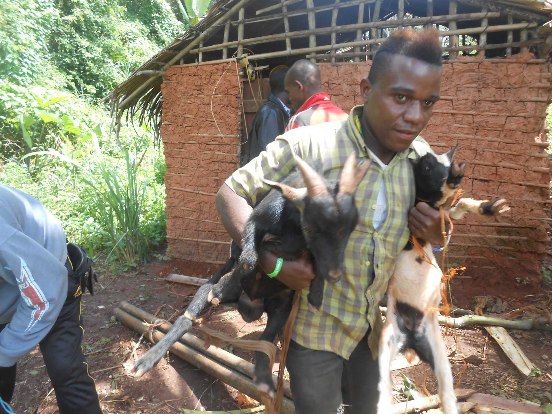 Build Africa Cameroun » Elevage des petits ruminants